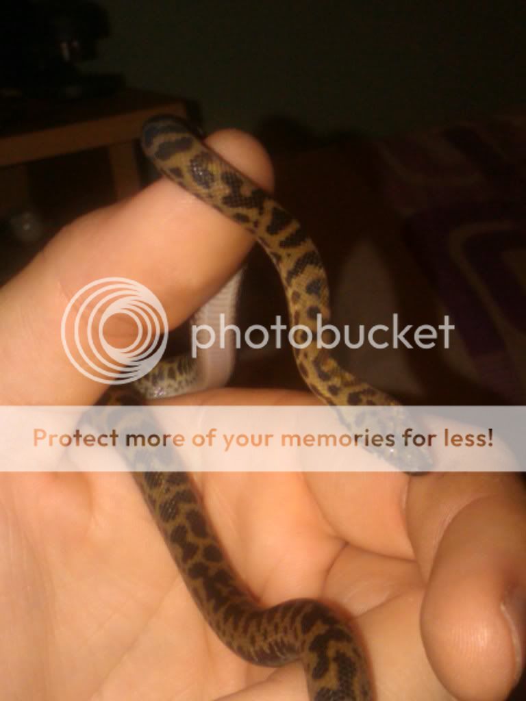 Rare/Unpopular python thread! | Page 6 | Reptile Forums