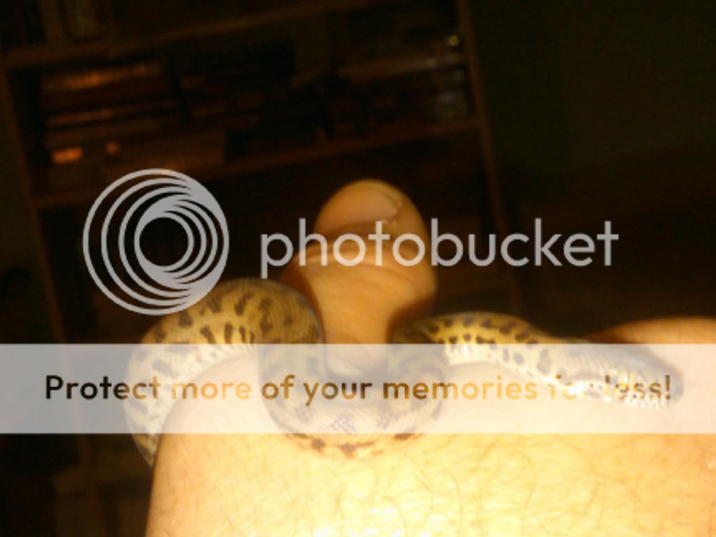 Rare/Unpopular python thread! | Page 6 | Reptile Forums